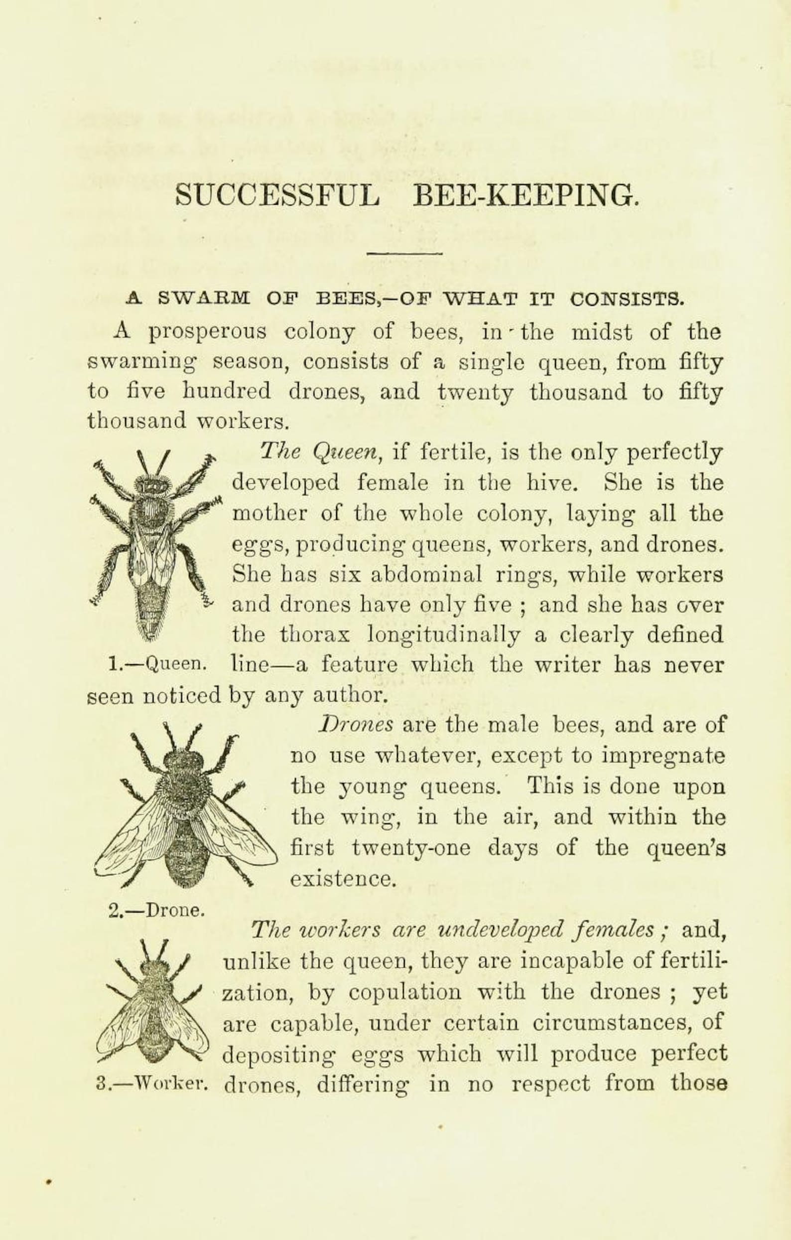 Vintage Bee Keeping Book Collection - Apiary, Beekeeping, Apiculture ...