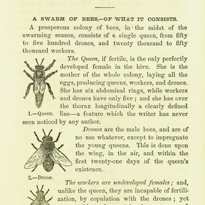 Vintage Bee Keeping Book Collection - Apiary, Beekeeping, Apiculture ...