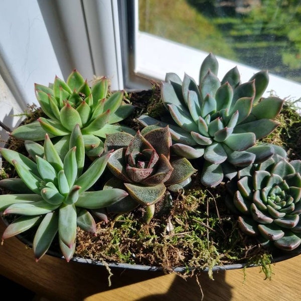 Succulent Trough - Etsy UK