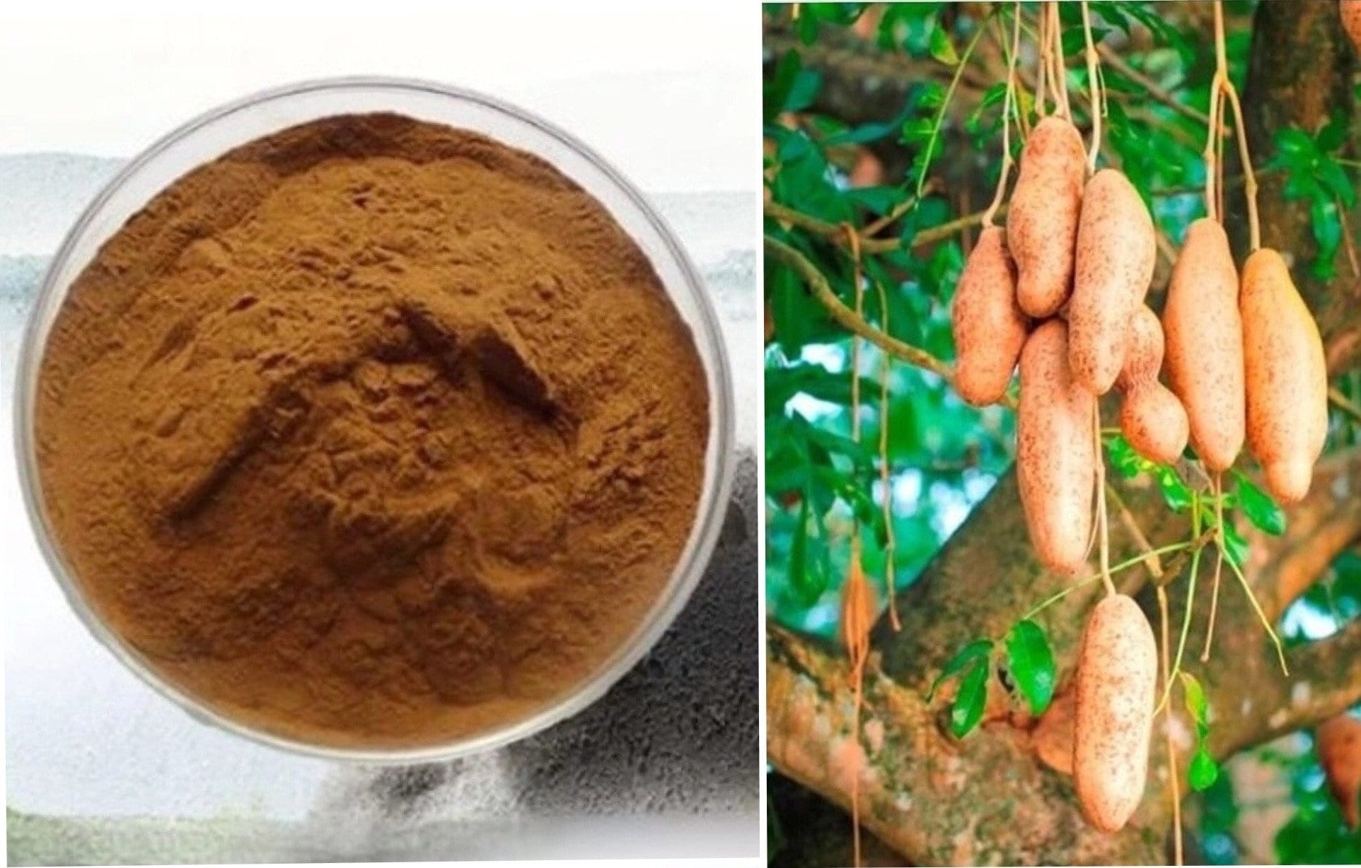 Kit Kigelia: poudre 50 g huile 100 ml kigelia africana | Etsy