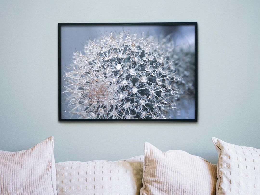 Cactus Dew Drop Print, Botanical Macro Photography (digital Download ...