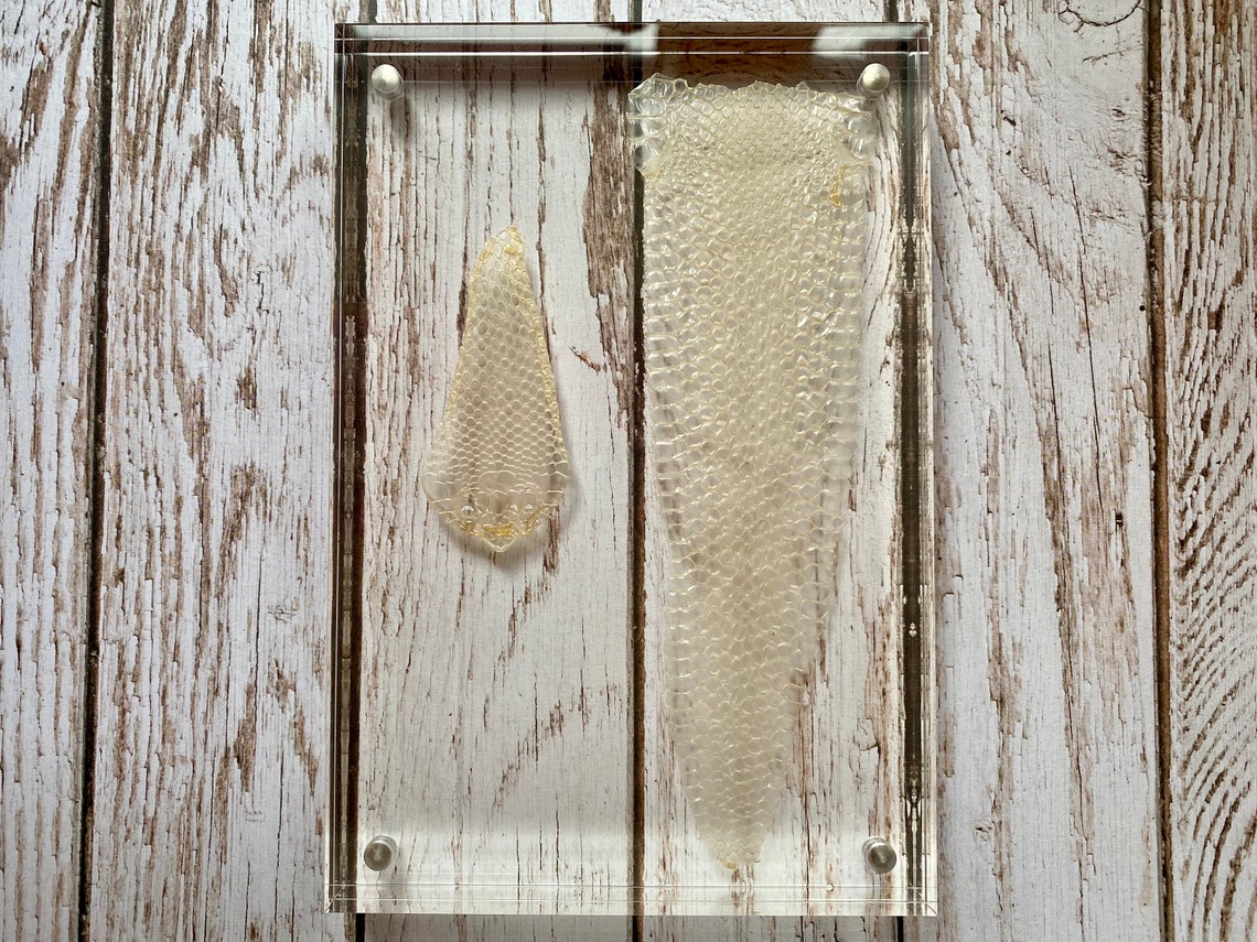 Snake Shed Display Western Hognose Heterodon Nascius - Etsy