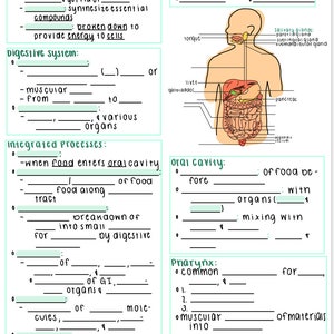 Digestive System and Fill in the Blank Anatomy and - Etsy