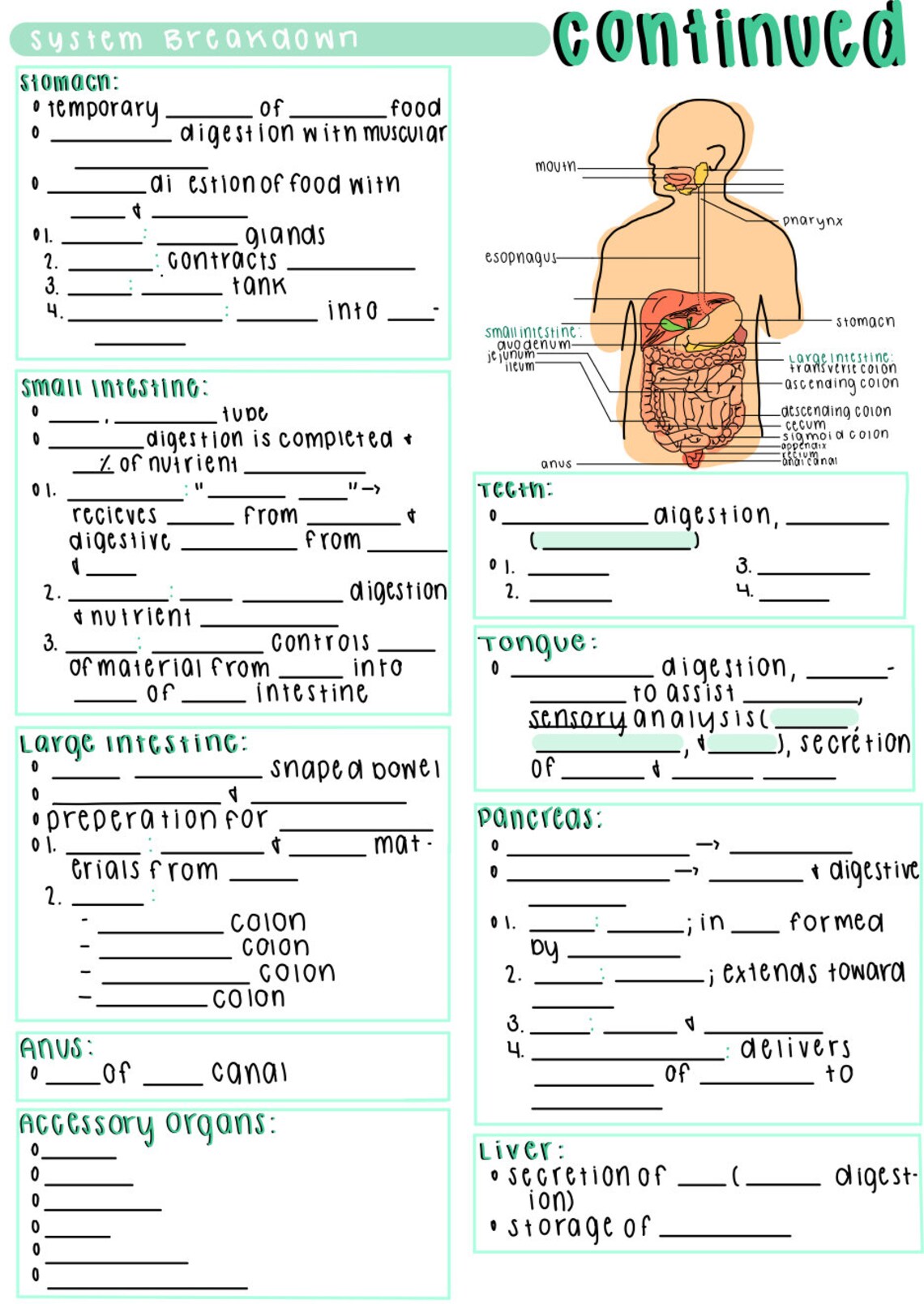 Digestive System and Fill in the Blank Anatomy and - Etsy