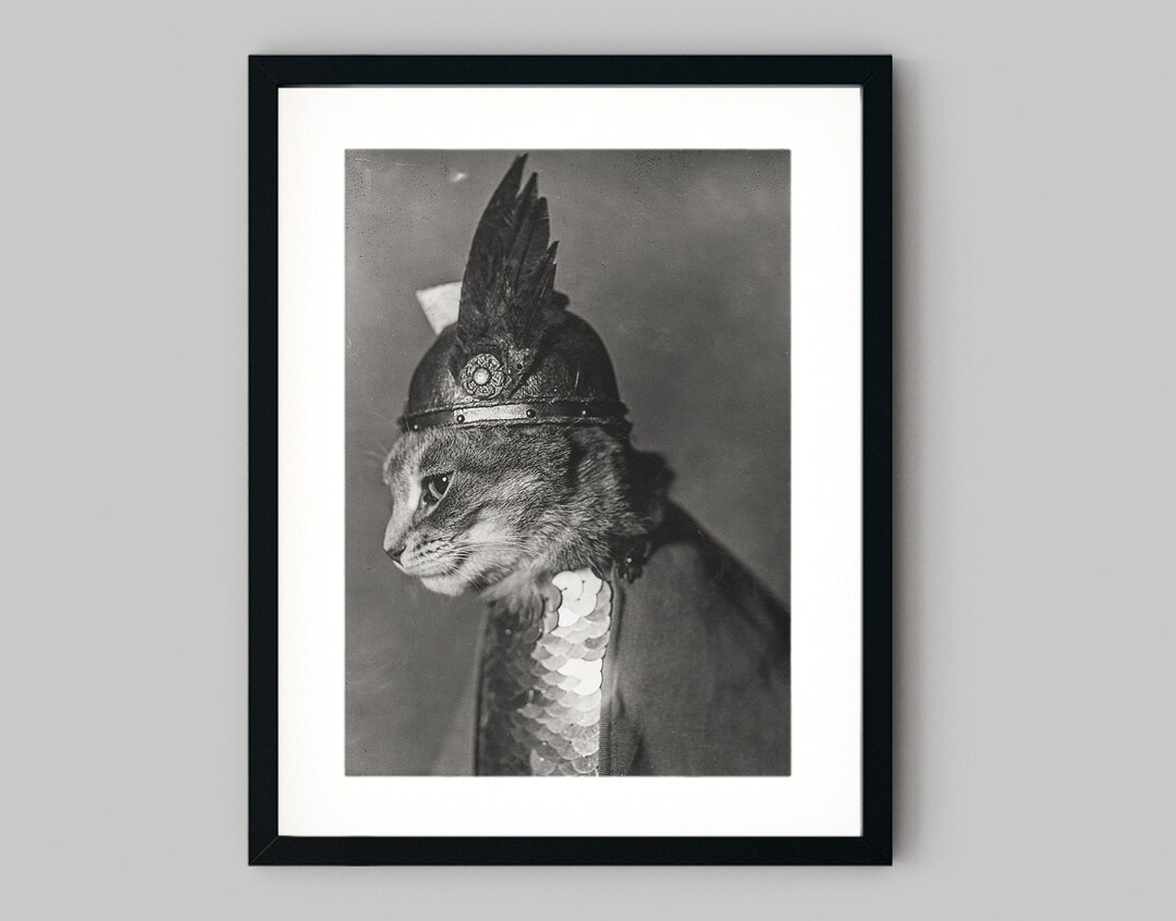 Haustier Kätzchen Katze mit Wikinger Helm Kostüm Schwarzweiss ...