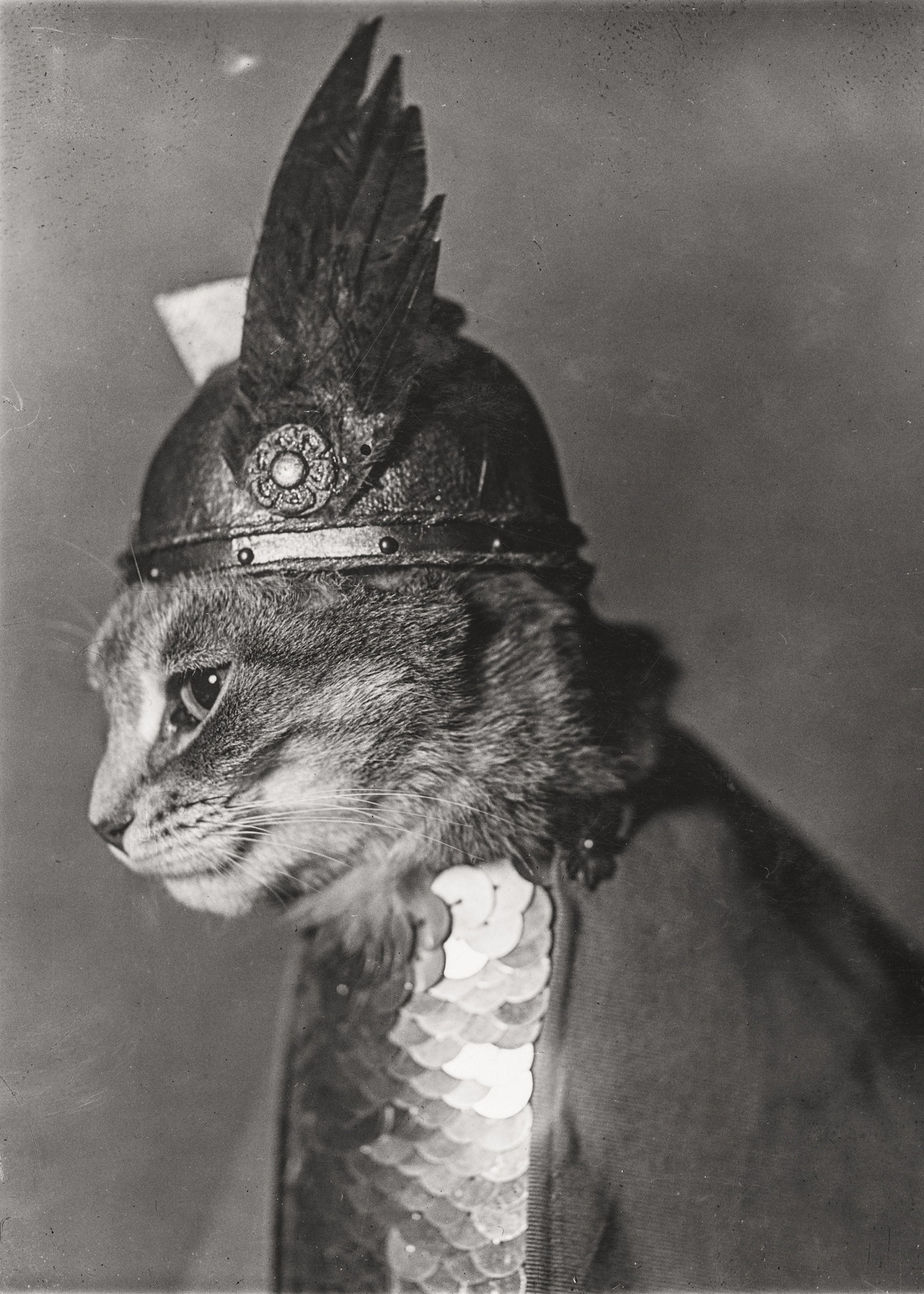 Haustier Kätzchen Katze mit Wikinger Helm Kostüm Schwarzweiss ...