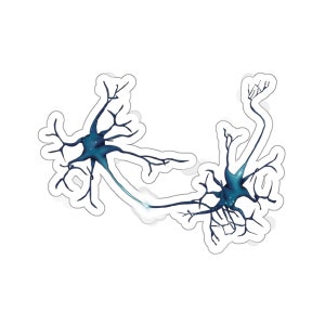 Synapse Neuroscience Sticker Neurology, Neurotransmitters, Anatomy ...