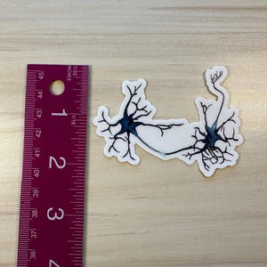 Neuron Sticker, Synapse Between Neurons, Neurology Gift, Neuroscience ...