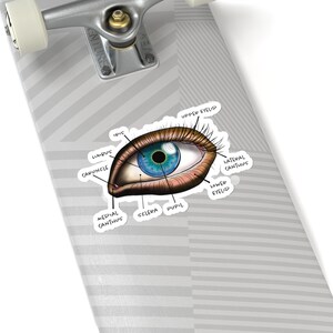 Eye Anatomy Sticker Optometrist Gift, Eye Diagram, Eye Doctor ...
