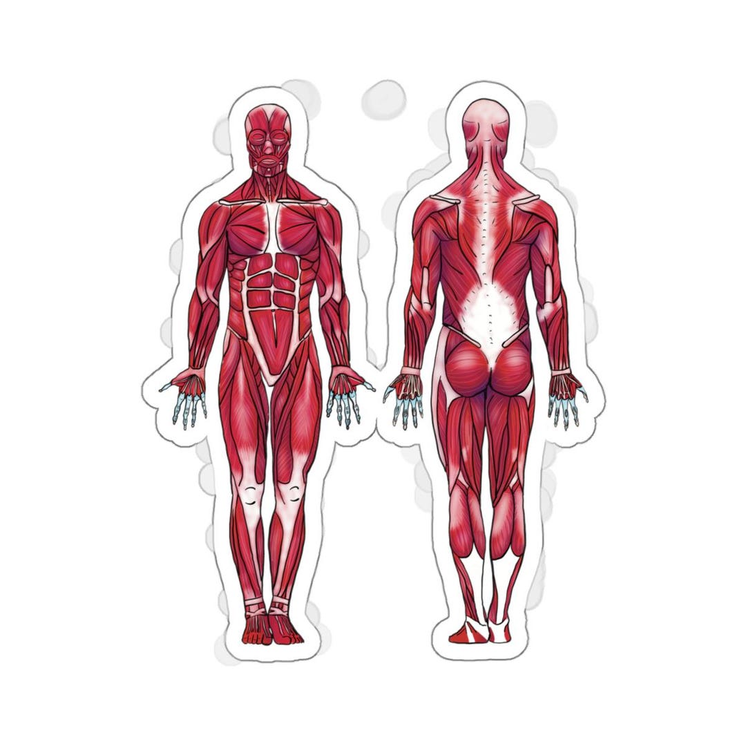 Muscular System Anatomy Sticker - Science Teacher Gift, Med School ...