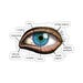 Eye Anatomy Sticker Optometrist Gift, Eye Diagram, Eye Doctor ...