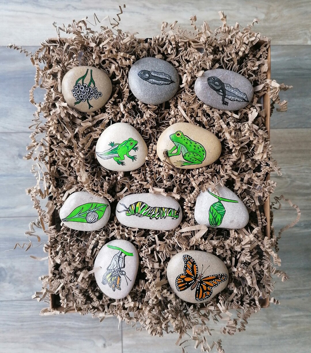 Life Cycle Stones Frog Life Cycle Butterfly Life Cycle Pond Life Story ...