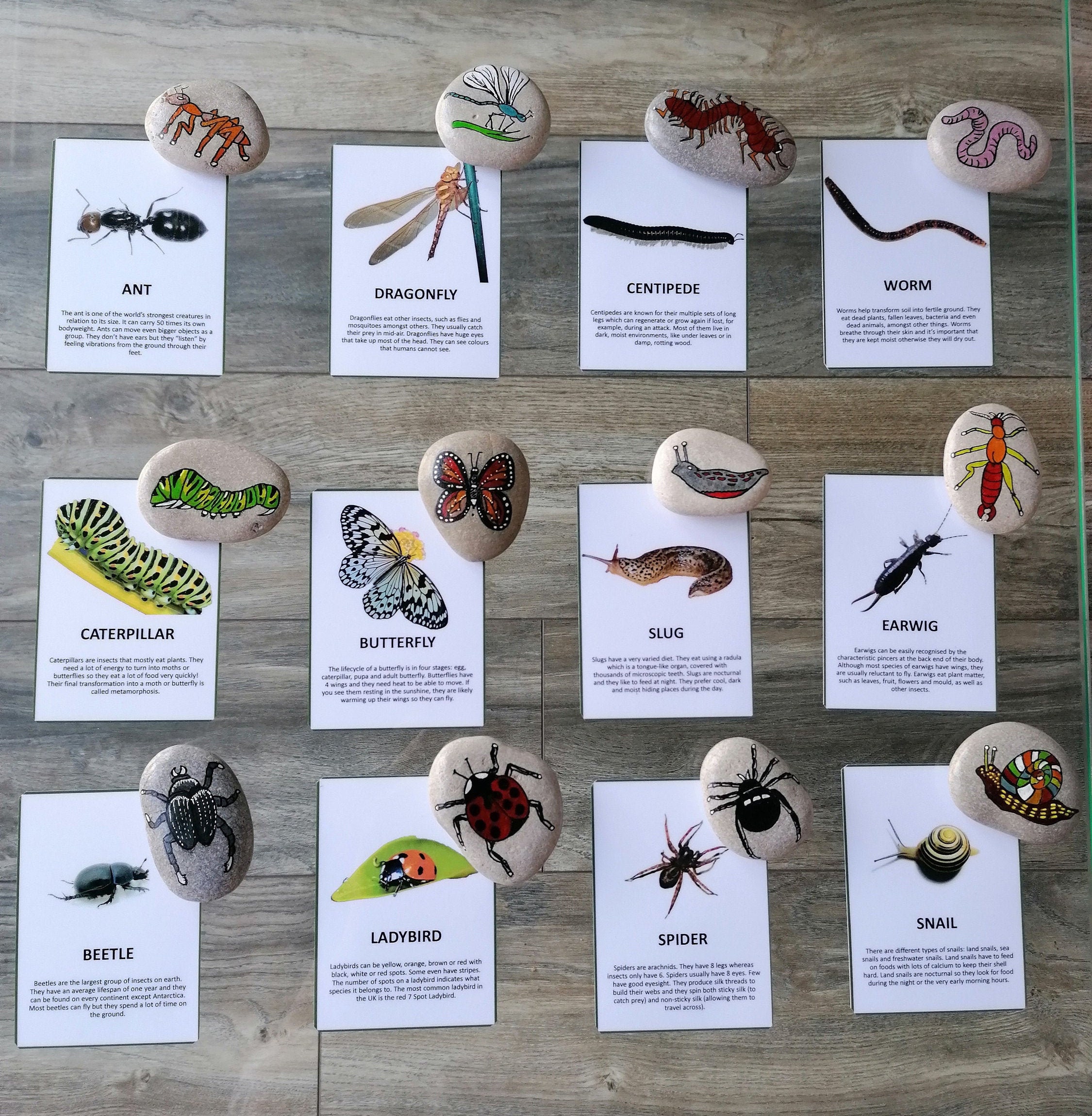 Minibeast Stones Minibeast Story Stones Resource Bugs | Etsy Ireland