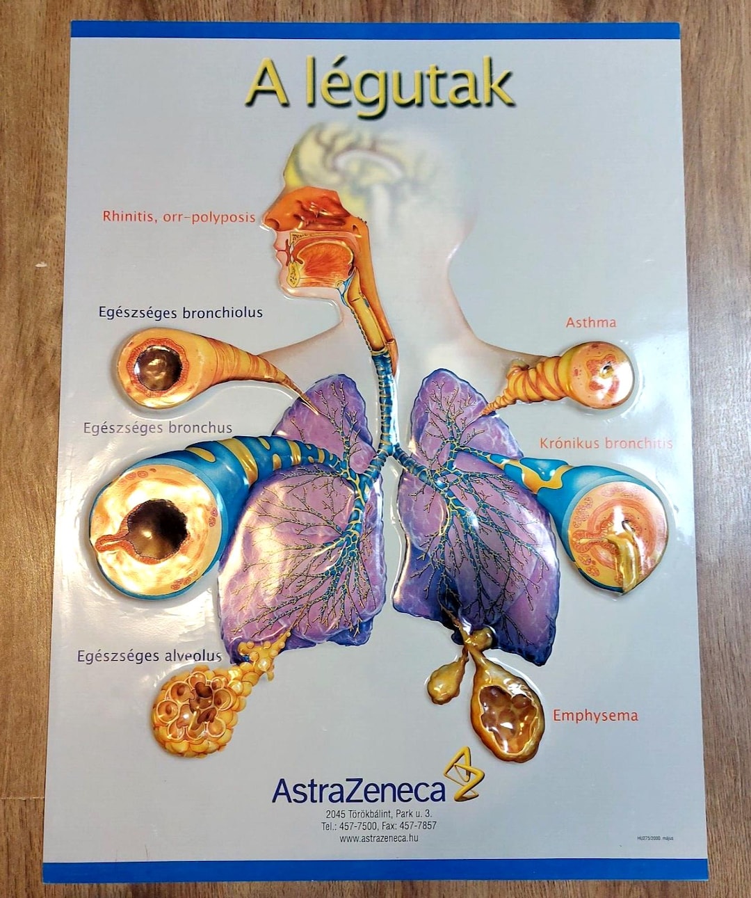 Anatomy Illustration Human Respiratory System Plastic Poster Medical ...