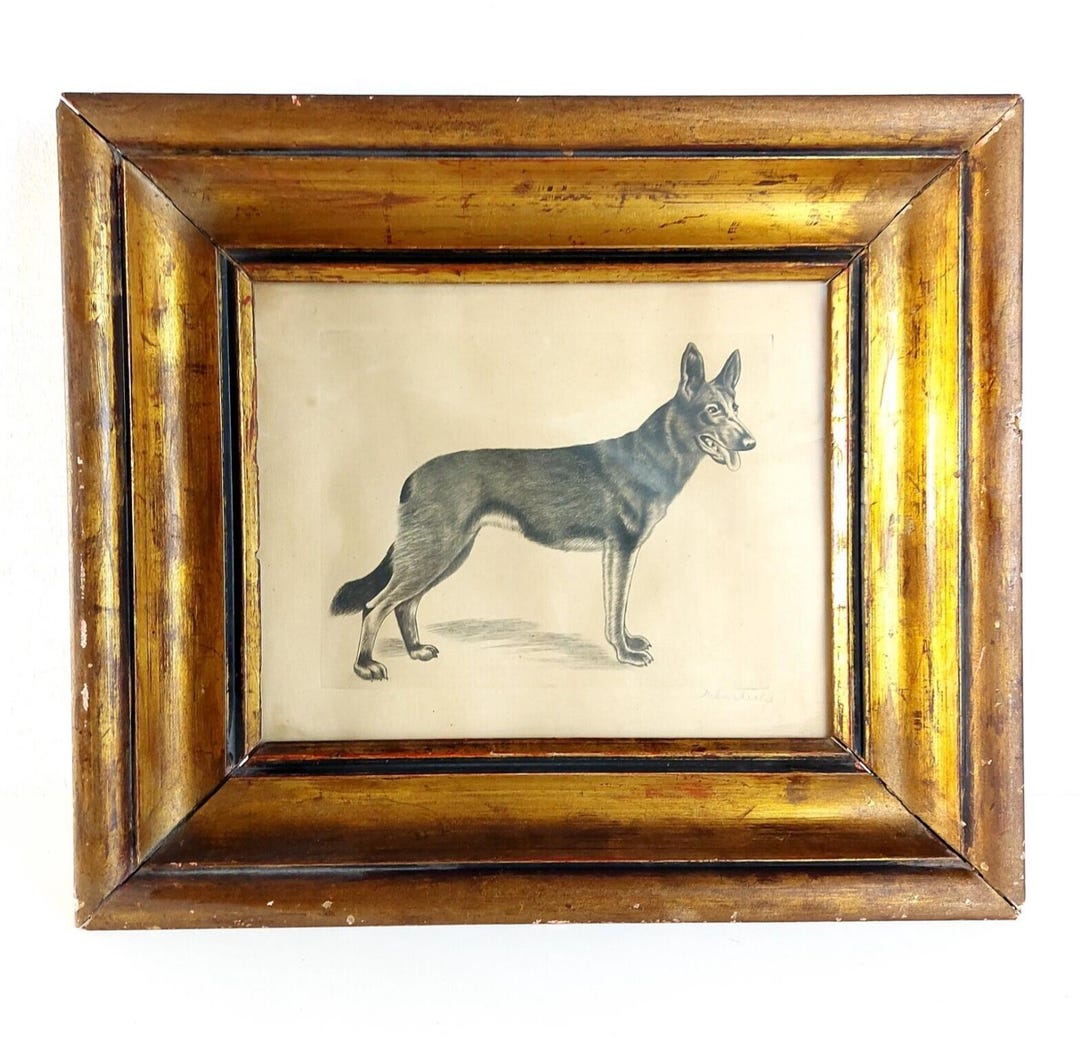 Antique German Shepherd Dog Engraving Print Illustration Artwork 1900s ...
