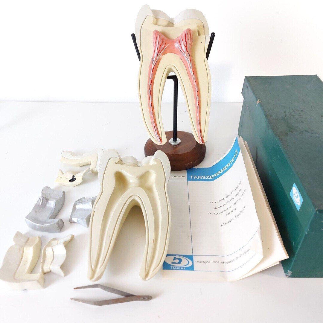 Vintage Human Tooth Model Dental Anatomy 1978 - Etsy