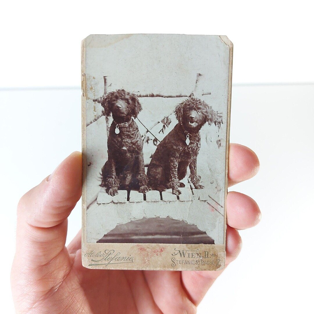 Antique Poodle Dog Photo Wien Austria Late 19th Century - Etsy