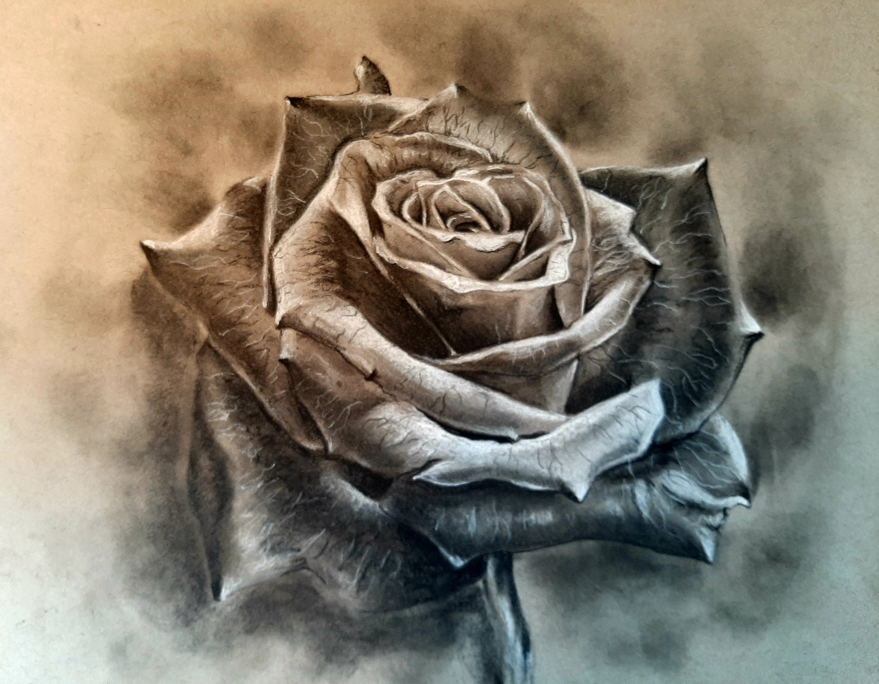 Closed Rose Drawing