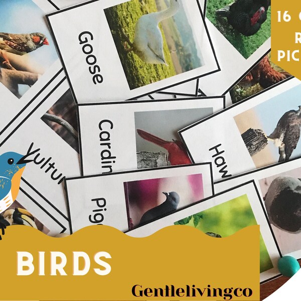 Bird Flash Cards - Etsy