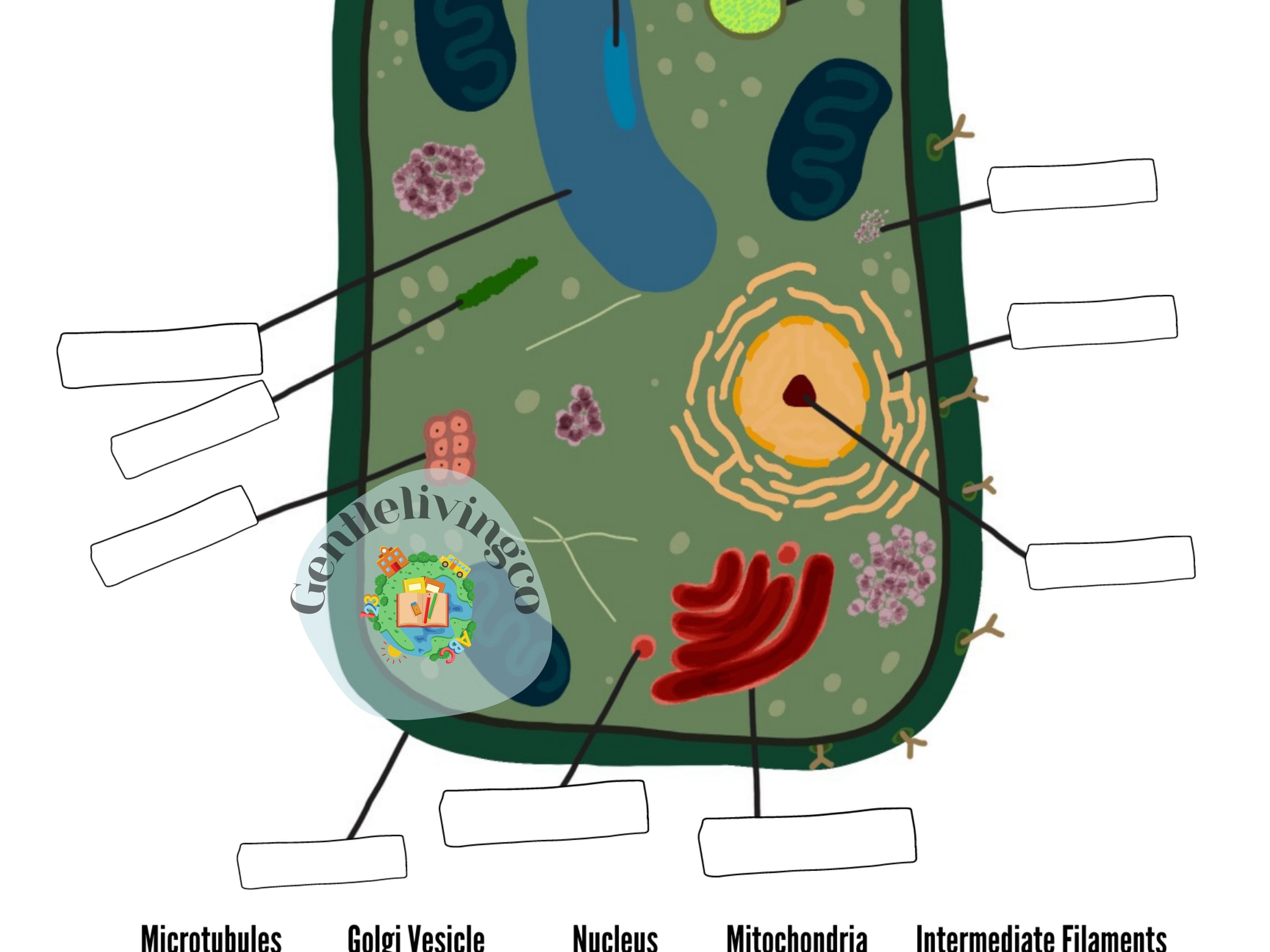 Plant Cell Worksheets & Poster Ages 7-11 Digital Print Homeschool ...