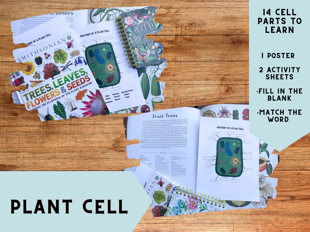 Plant Cell Worksheets & Poster | Ages 7-11 | Digital Print | Homeschool ...