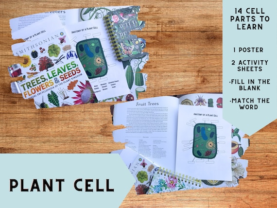 Plant Cell Worksheets & Poster Ages 7-11 Digital Print | Etsy