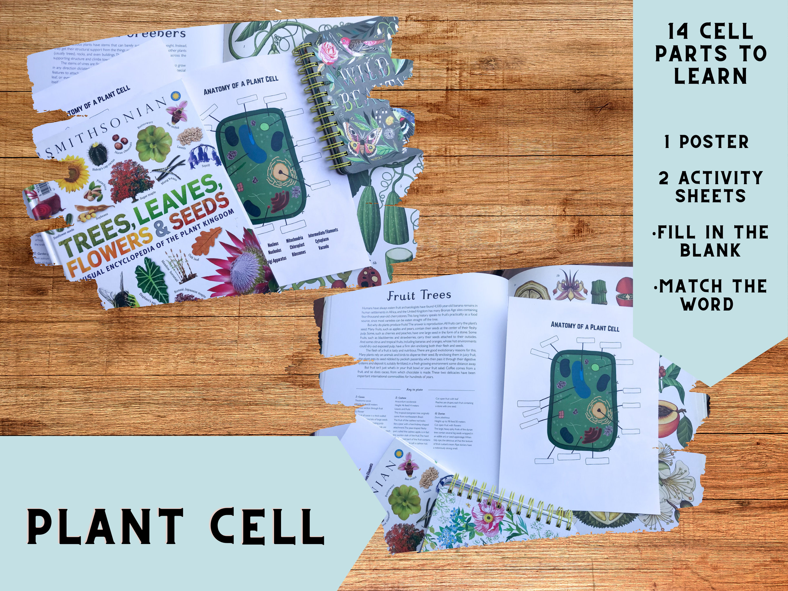 Plant Cell Worksheets & Poster Ages 7-11 Digital Print Homeschool ...