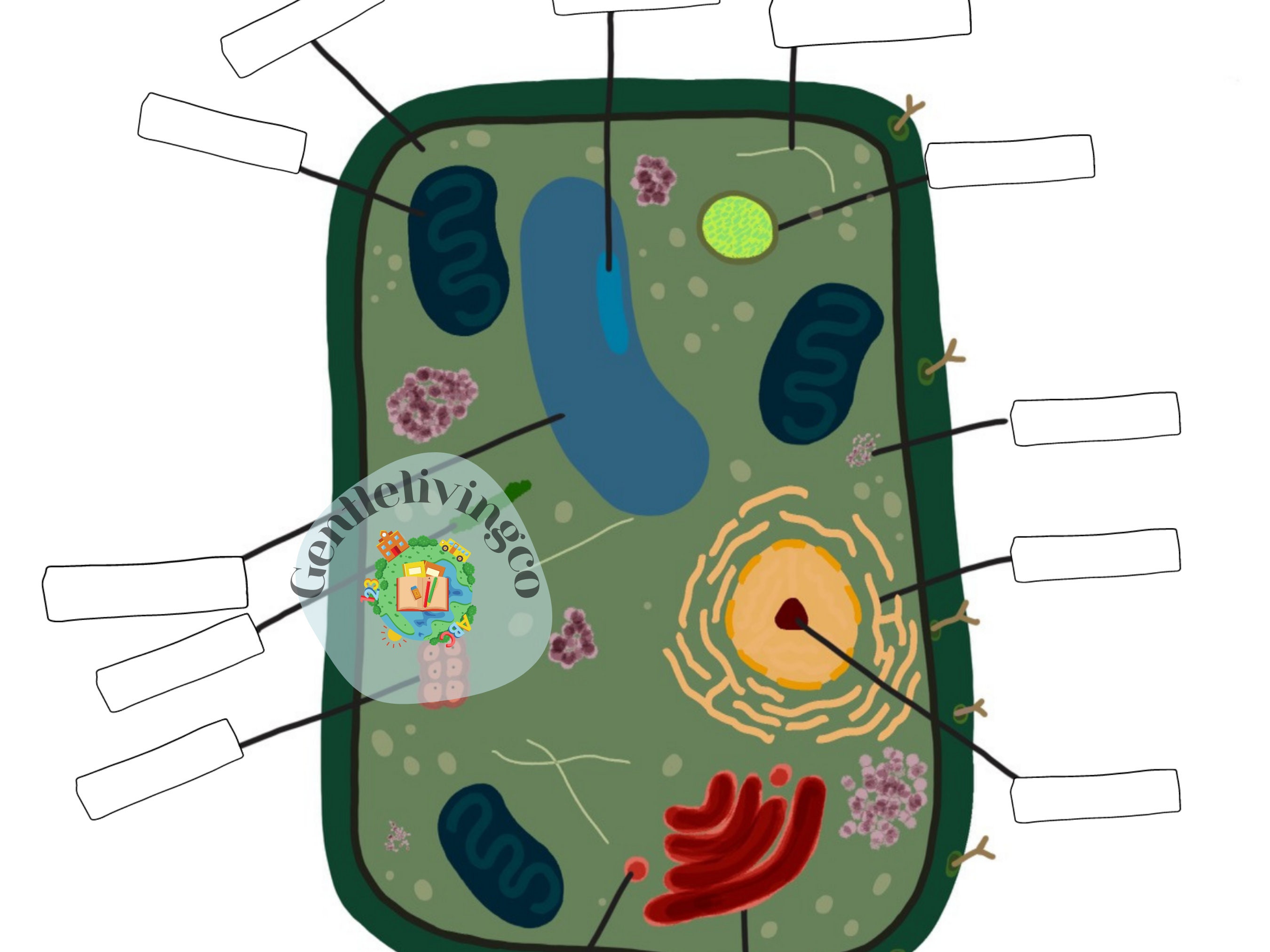 Plant Cell Worksheets & Poster Ages 7-11 Digital Print Homeschool ...