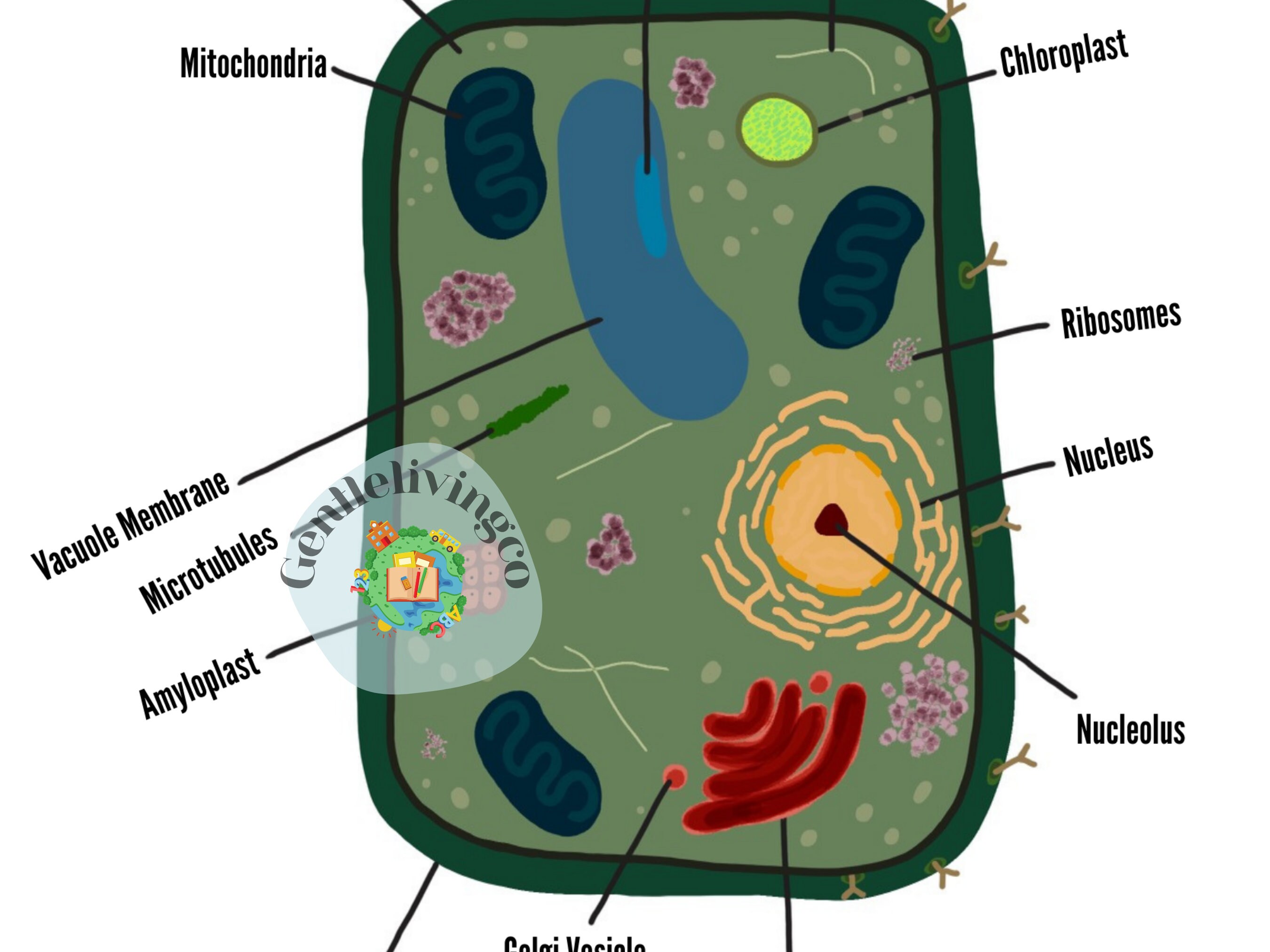 Plant Cell Worksheets & Poster Ages 7-11 Digital Print Homeschool ...