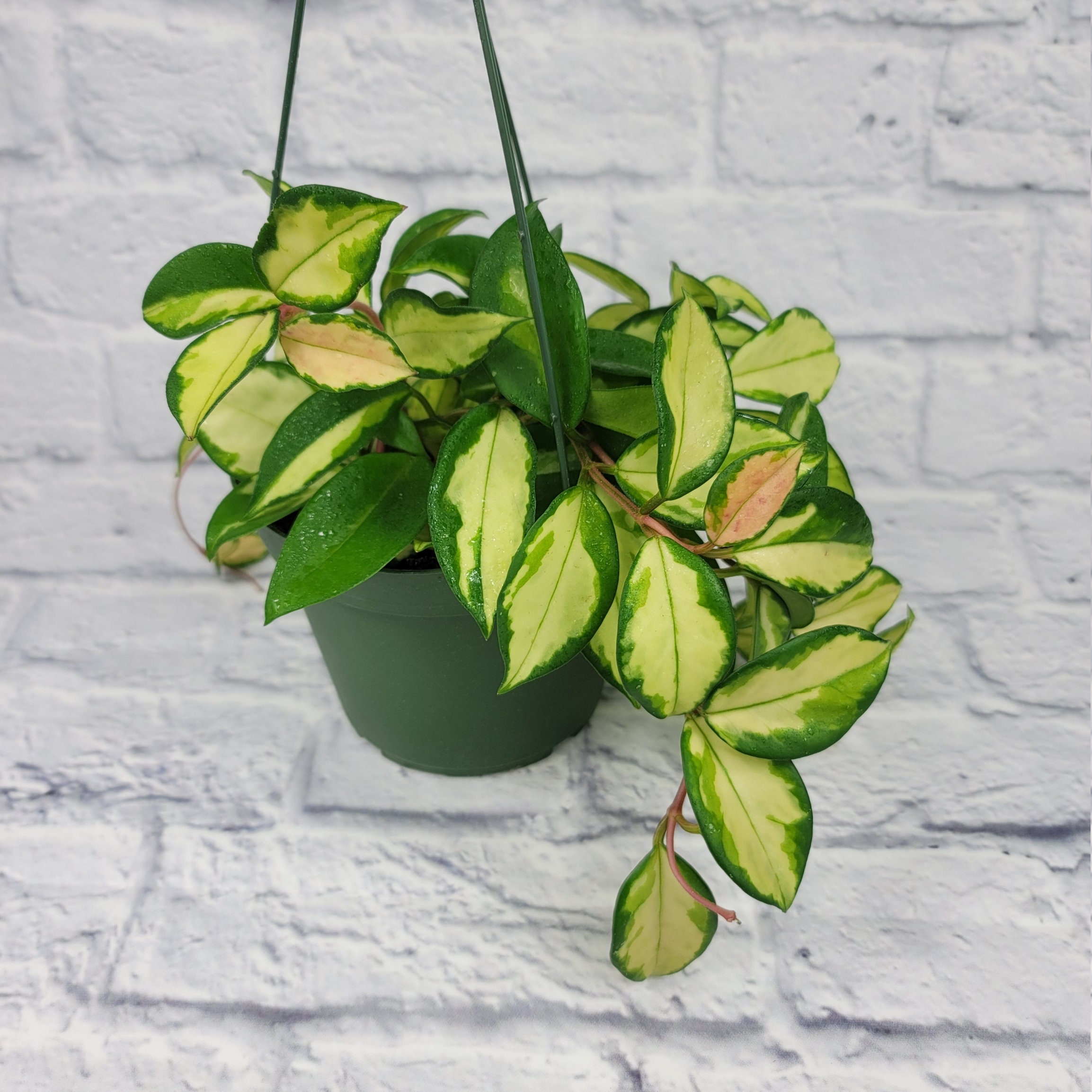 Gardening & Plants Hoya Variegated Carnosa-Rooted/FREE SHIPPING Plants ...