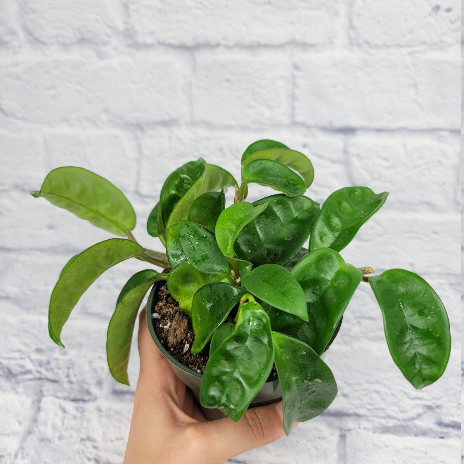 Vining Hoya Krinkle 8 FREE Shipping Hoya Ripple Hoya - Etsy