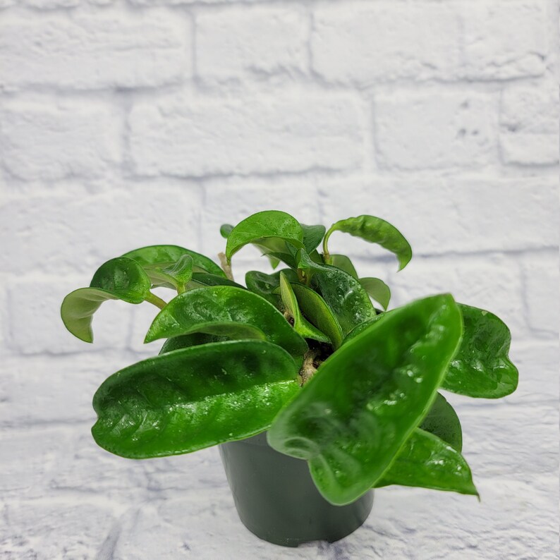 Vining Hoya Krinkle 8 FREE Shipping Hoya Ripple Hoya - Etsy