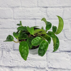 Vining Hoya Krinkle 8 FREE Shipping Hoya Ripple Hoya - Etsy