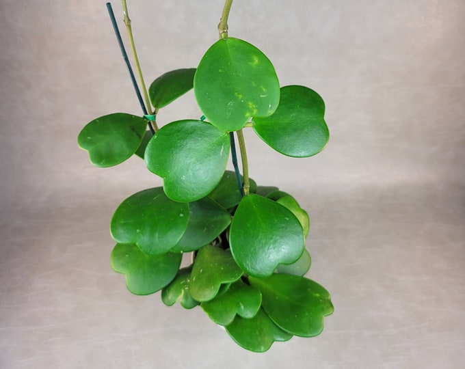 Extra Large Hoya Kerrii AKA Sweetheart Hoya / FREE SHIPPING / Ships in ...