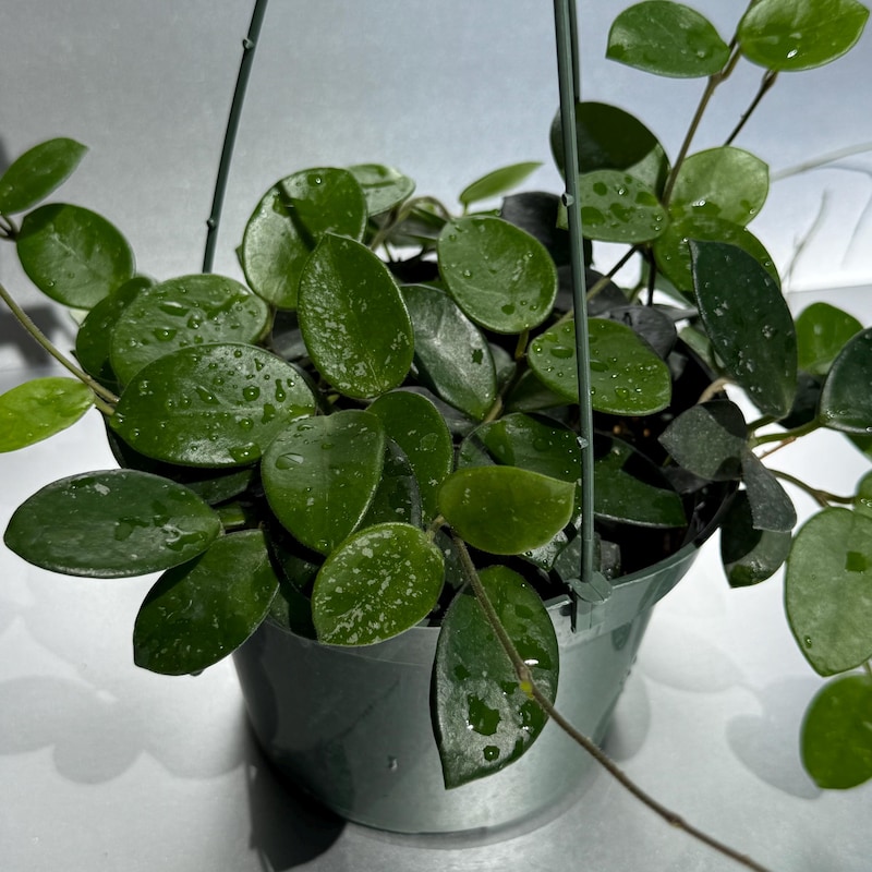 Rooted Hoya Mathilde - Etsy