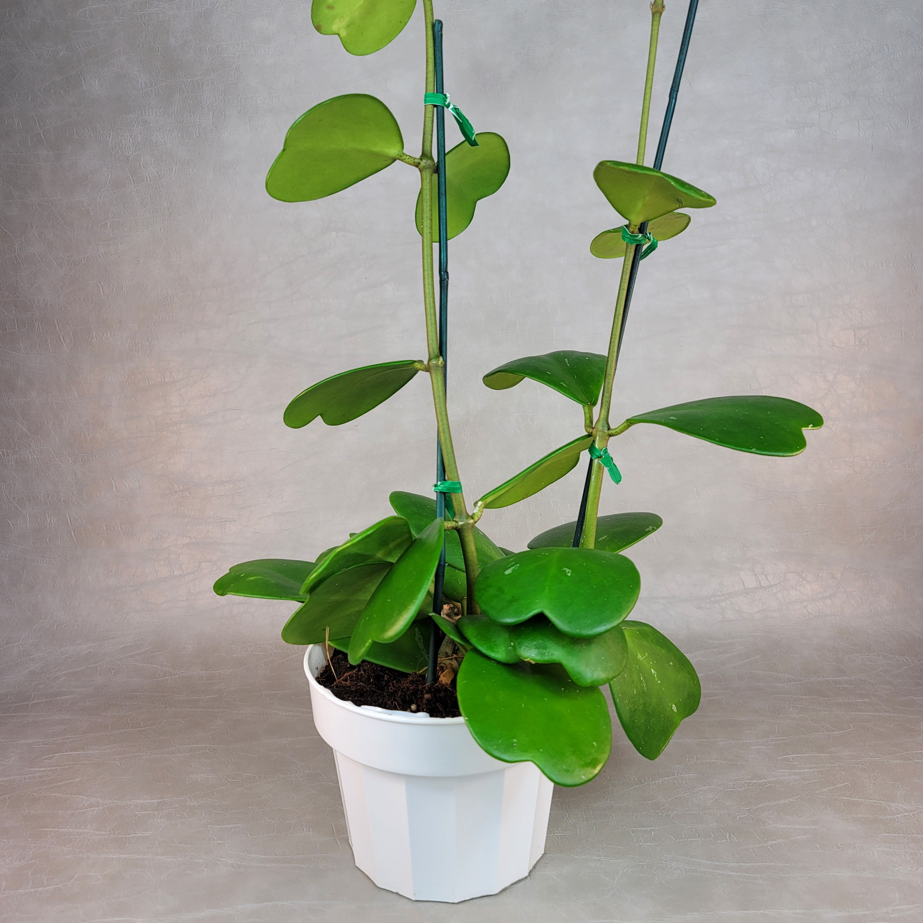 Extra Large Hoya Kerrii AKA Sweetheart Hoya / Ships Bareroot | Etsy