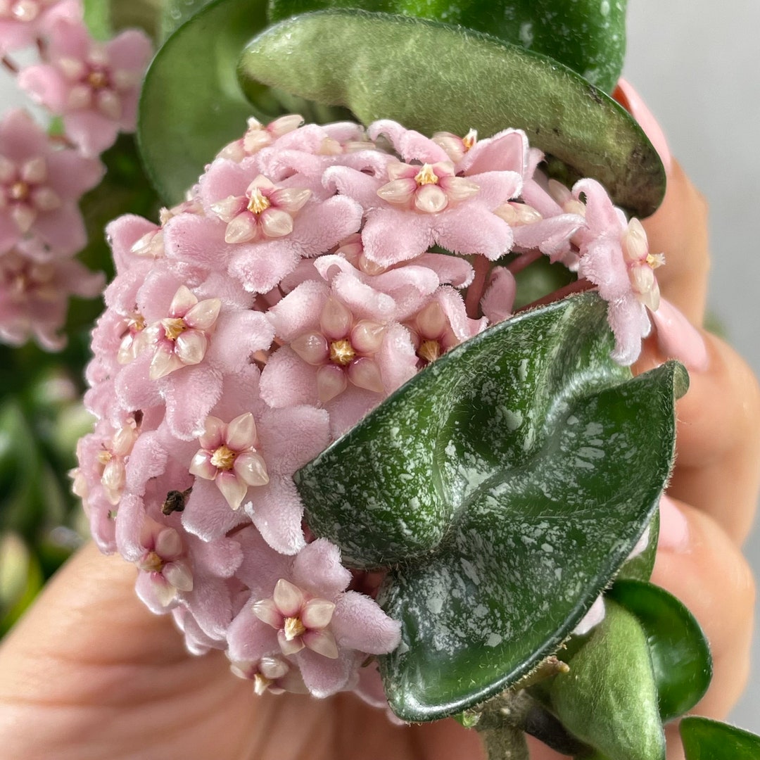 Hoya Splashy Compacta Cuttings / FREE Shipping / Hoya Rope With Splash ...