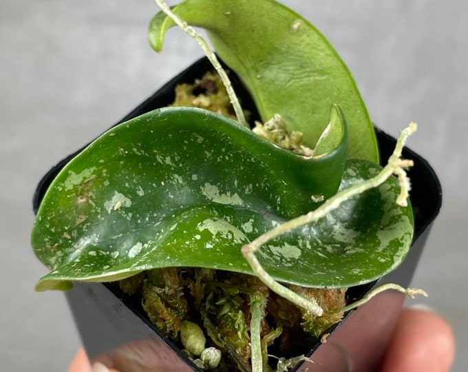 Hoya Compacta With Splash / Splashy Hoya Hindu Rope / Unicorn / Exact ...