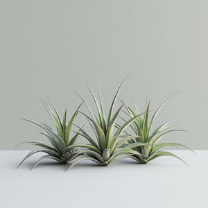 Air Plants Assorted Packs of 3, 8, or 12 – Ideal for Home, Office and ...