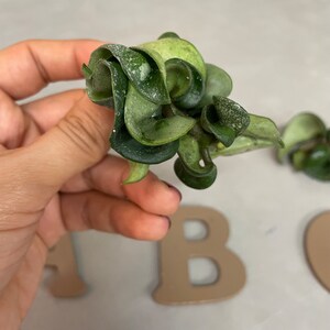 Hoya Splashy Compacta Cuttings / FREE Shipping / Hoya Rope - Etsy