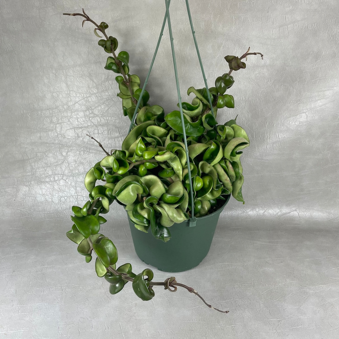 Hoya Hindu Rope / FREE SHIPPING / Hoya Carnosa Compacta / 2 Pot, 4 Pot ...