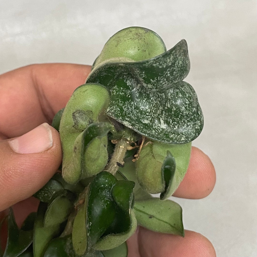 Hoya Splashy Compacta Cutting / FREE SHIPPING / Hoya Rope With Splash ...