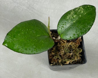 Hoya Joy Splash - Etsy