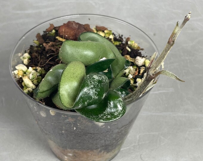 Super Splashy Hoya Compacta With New Splashy Growth / FREE Priority ...