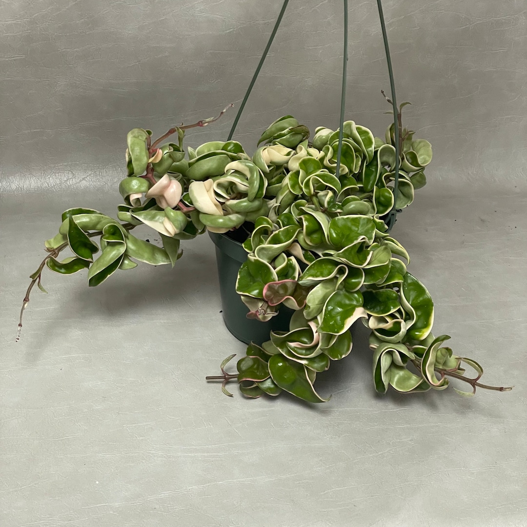 Variegated Hoya Compacta / Free Shipping / Available in 4” Pot or 6 ...