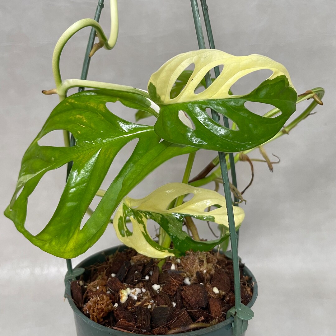 4 Highly Variegated Monstera Adansonii / Japanese Tricolor / Exact ...