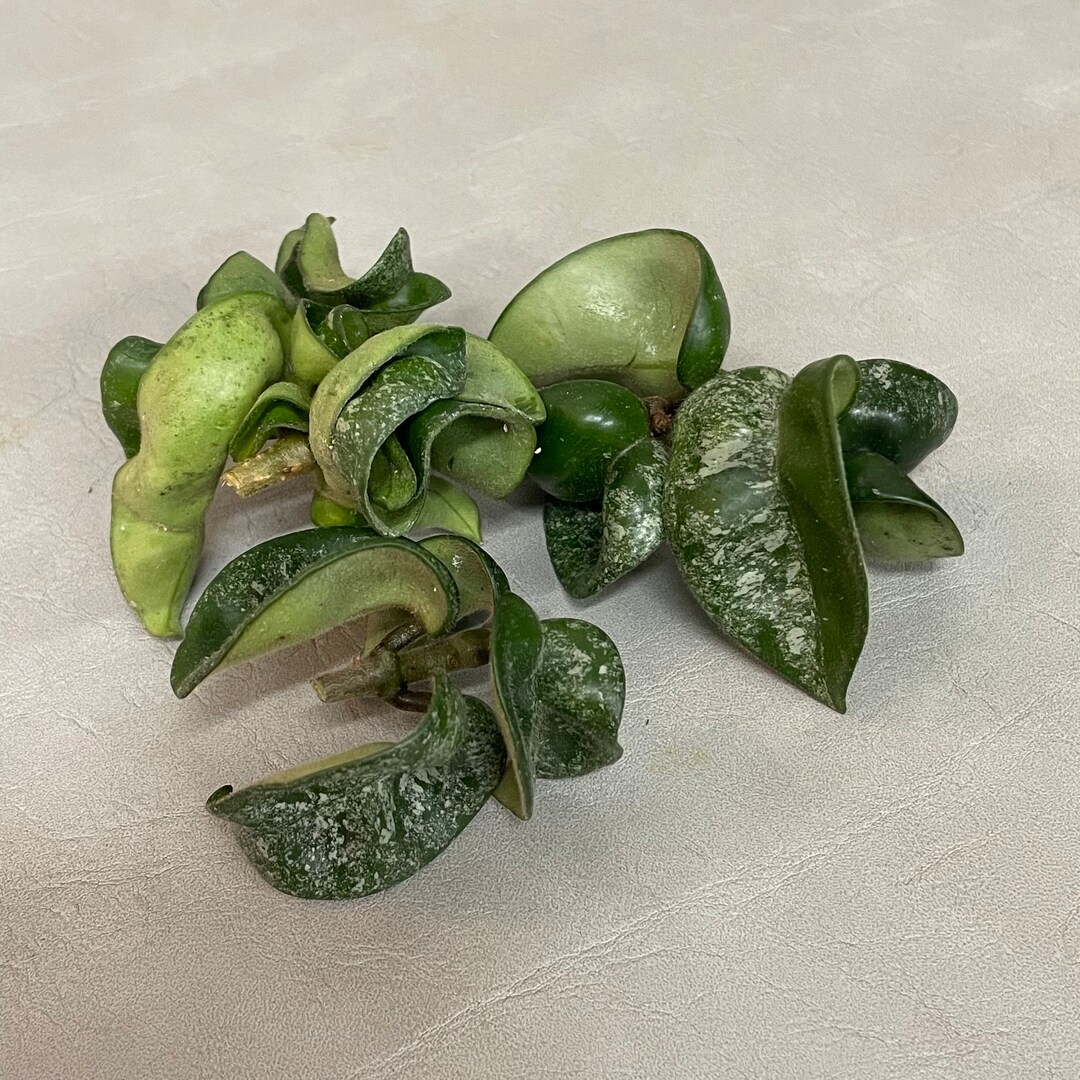 Hoya Splashy Compacta Cuttings / FREE Shipping / Hoya Rope - Etsy