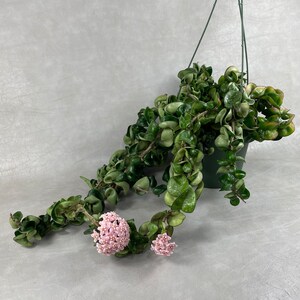 Hoya Splashy Compacta Cuttings / FREE Shipping / Hoya Rope With Splash ...