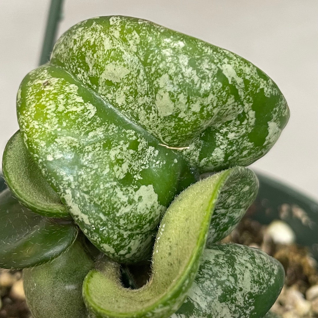 Splashy Hoya Compacta Splash / Rooted in 4 Hanging Pot / FREE Priority ...