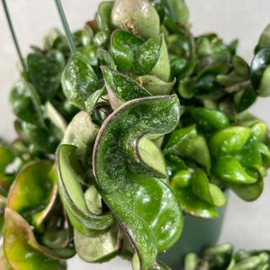 Hoya Splashy Compacta Cuttings / FREE Shipping / Hoya Rope With Splash ...